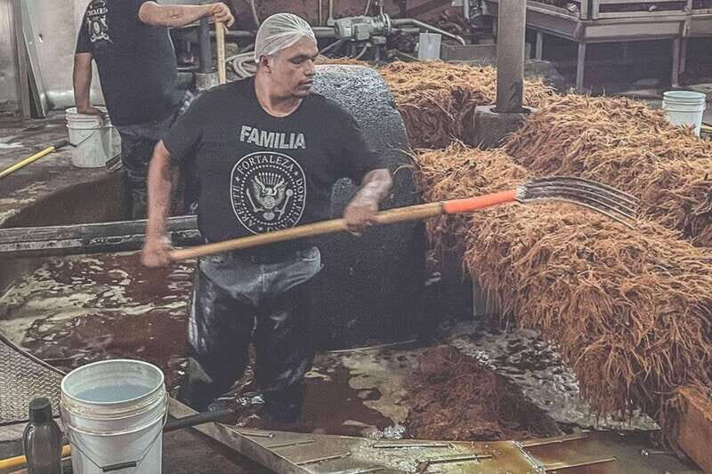 Private Adventure to Tequila and la Fortaleza Distillery - Who Is This Tour Best For?