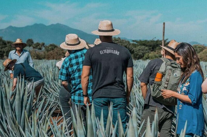 Private Adventure to Tequila and Tequila El Tequileño - Exploring the Heart of Tequila: What to Expect