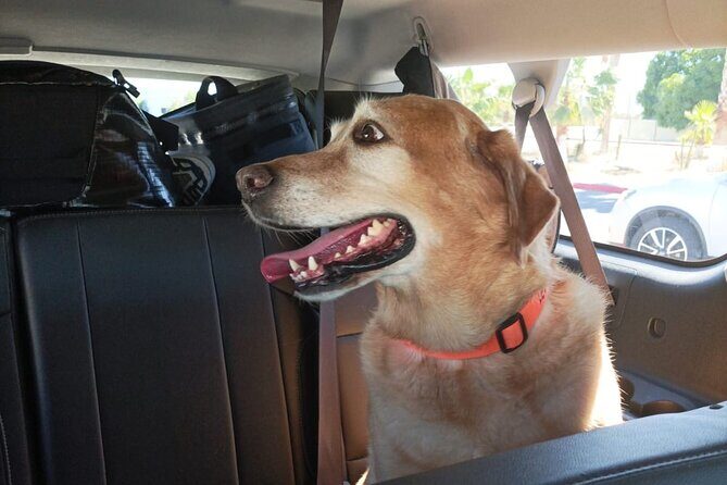 Private Airport Transportation in Cabo San Lucas - Who Should Book This Experience?