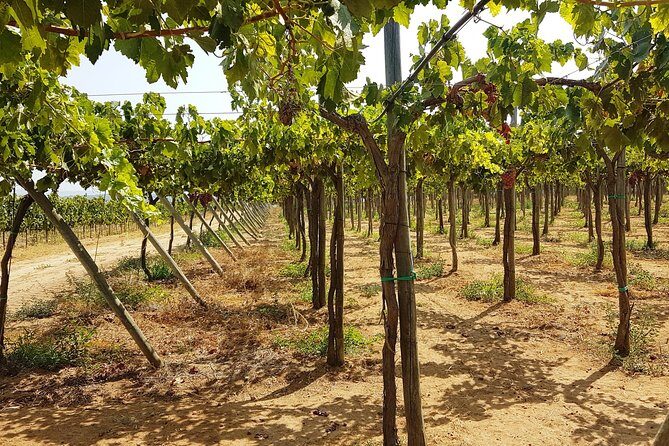 Private Algarve Wines Route - Who Would Love This Tour?