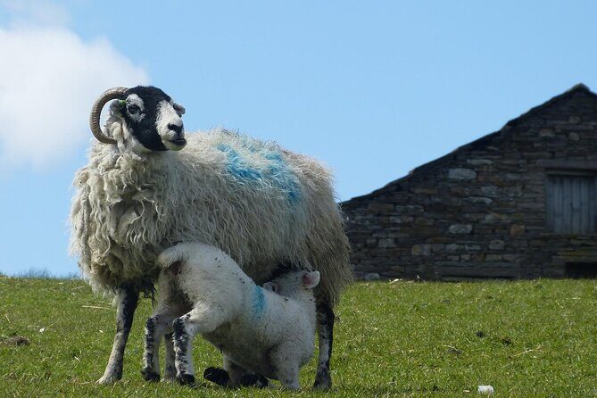 Private "All Creatures Great and Small" Yorkshire Dales Tour from Harrogate - The Sum Up: Why This Tour Is Worth Considering