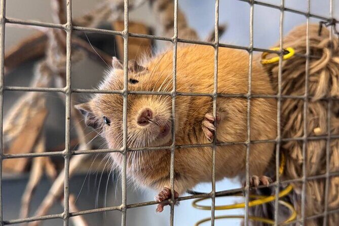 PRIVATE Alpaca Guided Forest Walk + Feeding Helsinki - Key Points