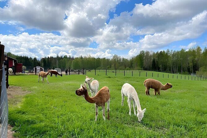 PRIVATE Alpaca Guided Forest Walk + Feeding Helsinki - Practical Details and Tips for Your Visit