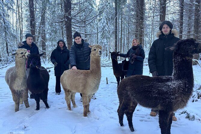 PRIVATE Alpaca Guided Forest Walk + Feeding Helsinki - The Sum Up