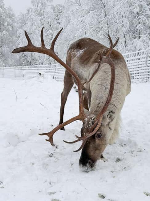 Private and authentic reindeer experience in homefarm - A detailed look at the reindeer experience in Lapland
