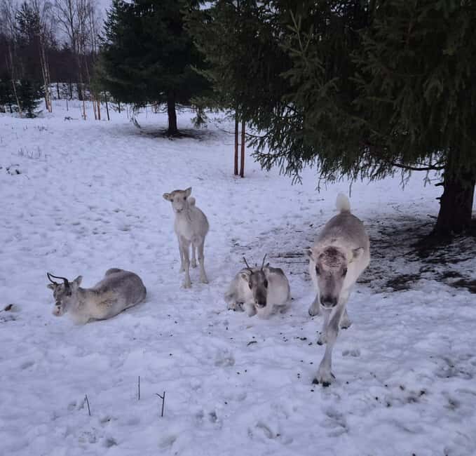 Private and authentic reindeer experience in homefarm - FAQ