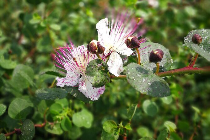 Private and guided tour of Salina: Discovering the Green Island - Exploring the Salina Itinerary