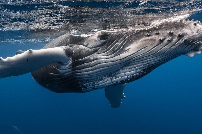 Private and Local Sunset Cruise in Tahiti - The Sum Up