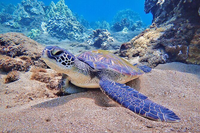 Private and Personalized Scuba Diving Adventures for All Experience Levels - An In-Depth Look at Maui’s Private Dive & Snorkel Experience