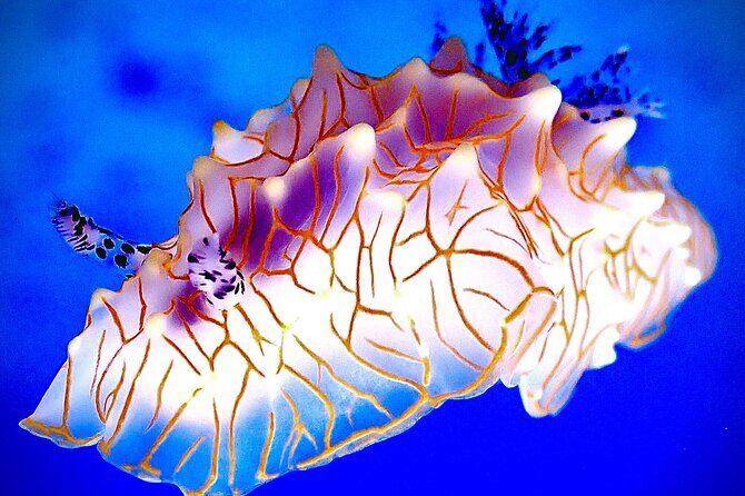 Private and Personalized Scuba Diving Adventures for All Experience Levels - FAQs