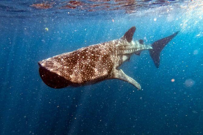 Private and Shared Whale Shark Tour from Tulum - What to Expect on the Tour