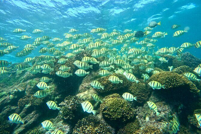 Private Arch and Snorkeling Tour in Cabo San Lucas with Photos - Who Should Consider This Tour?