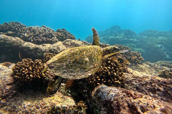 Private Arch and Snorkeling Tour in Cabo San Lucas with Photos - Final Thoughts