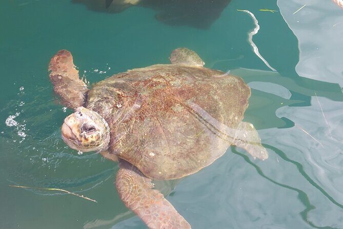 Private Argostoli Stroll: Nature, Locals, Tradition, and Flavors - Who Is This Tour Best For?