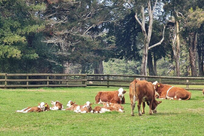 [PRIVATE] Auckland Half Day City Tour - Who Will Enjoy This Tour?