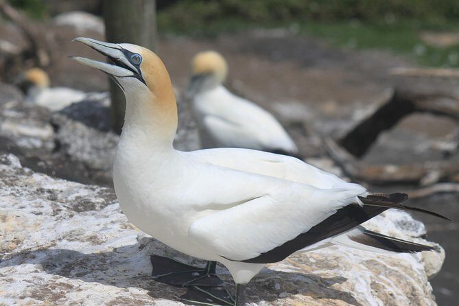 Private Auckland West Coast Day Tour - A Deep Dive into the Itinerary