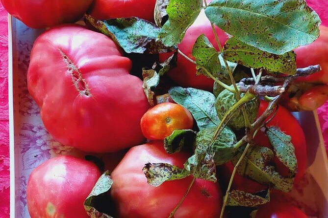 Private Authentic Family Home Local Lunch from Farm From Split - Final Thoughts