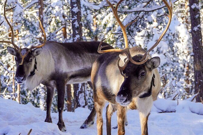 PRIVATE Authentic Reindeer Experience Helsinki - Introduction