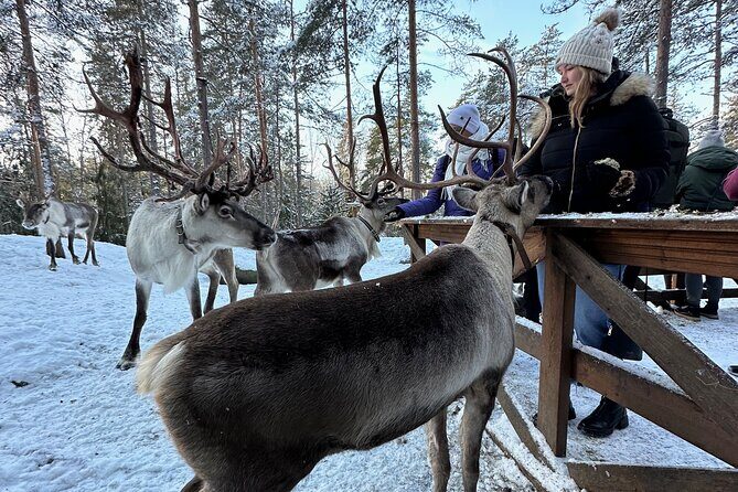 PRIVATE Authentic Reindeer Experience Helsinki - Key Points