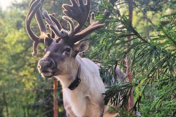 PRIVATE Authentic Reindeer Experience Helsinki - Final Thoughts
