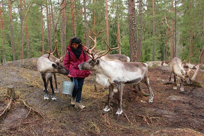 PRIVATE Authentic Reindeer Experience Helsinki - Who Should Consider This Tour?