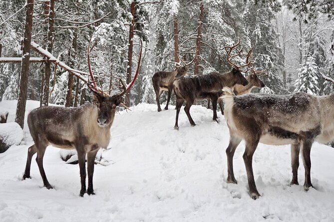 PRIVATE Authentic Reindeer Experience Helsinki - FAQ
