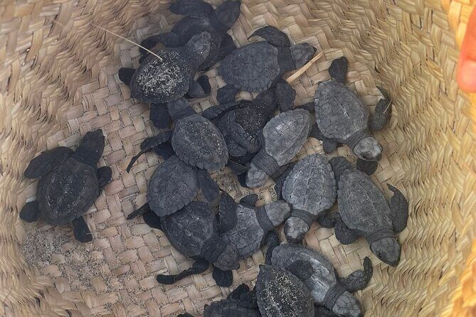 Private Baby Sea Turtle Release Huatulco HT - Frequently Asked Questions