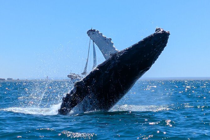 Private Balandra Bay Adventure - FAQs