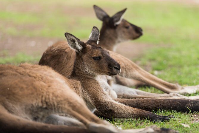 Private Ballarat and Sovereign Hill Tour from Melbourne - Who Will Enjoy This Tour?  