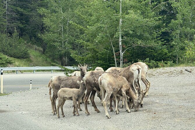 Private Banff Day Tour Lake Minnewanka and Lake Louise and more - A Closer Look at the Itinerary