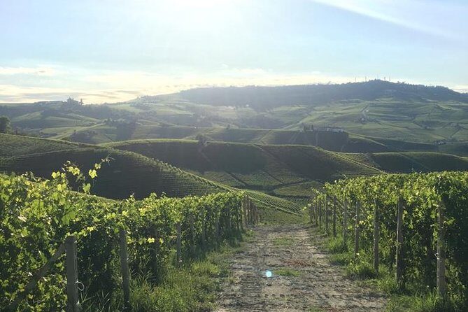 Private Barolo / Barbaresco - Piedmont Wine Tours and Tastings - An In-Depth Look at the Tour