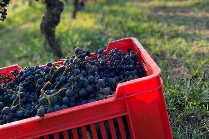 Private Barolo / Barbaresco - Piedmont Wine Tours and Tastings - The Sum Up: Is This Tour Right for You?