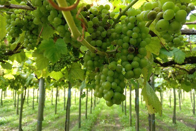 Private Basque Cheese & Txakoli Wine Tour from San Sebastian - FAQs