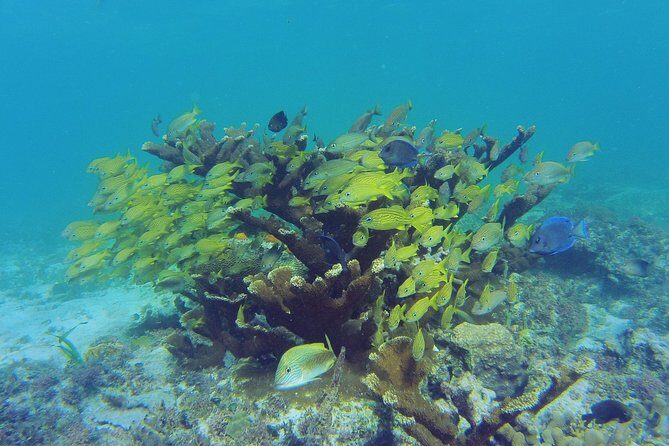 Private Beach Escape! Isla Contoy and Isla Mujeres with Snorkeling - FAQs