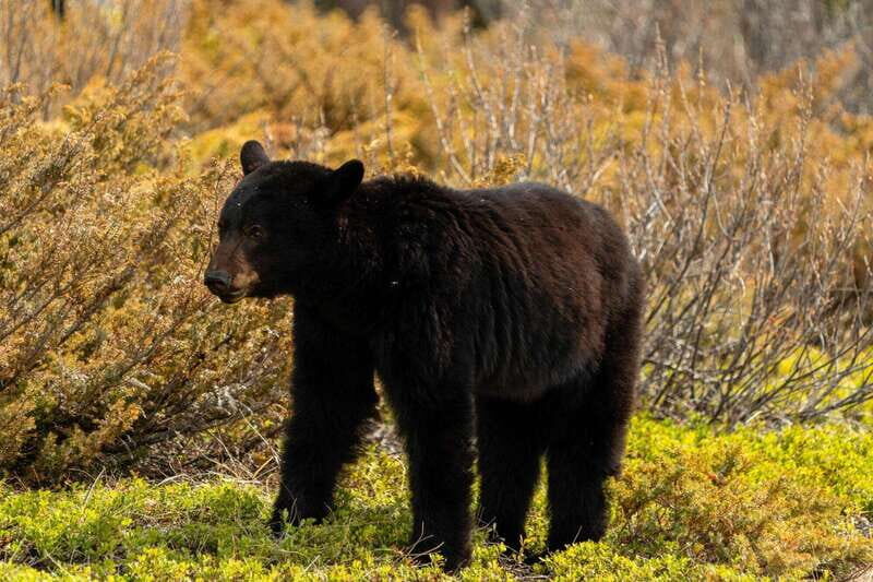 PRIVATE: Bear Country Hiking Tour - 4H Adventure - Key Points