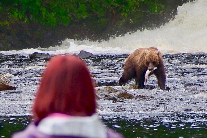Private Bear Viewing at Waterfall Creek - Authentic Experiences and What Reviewers Say