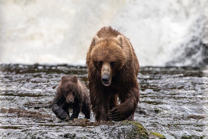 Private Bear Viewing at Waterfall Creek - Final Thoughts: Is This Tour Worth It?