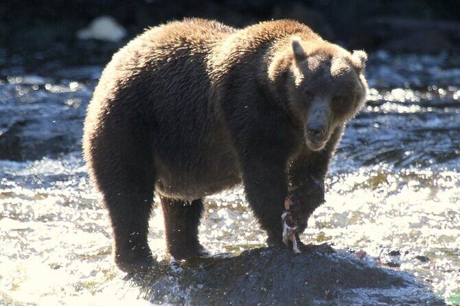 Private Bear Viewing at Waterfall Creek - Who Should Consider This Tour?