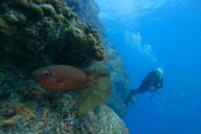 Private Beginner Scuba Diving Experience in Cabo San Lucas - Logistics and Practicalities