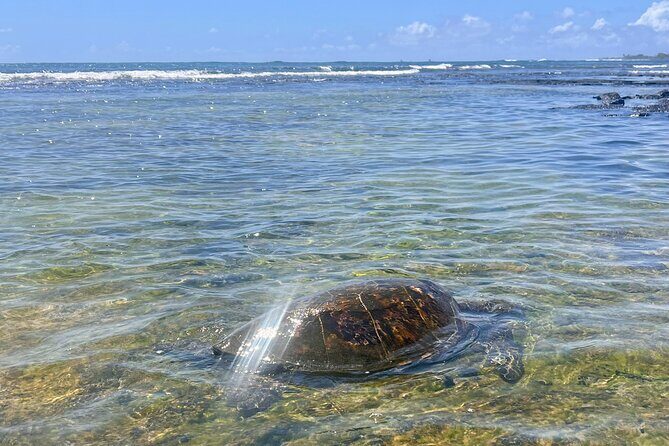 Private Big Island: History & Local Market Tour (Up to 12) - Final Thoughts