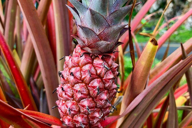 Private Big Island: History & Local Shopping Tour - FAQ