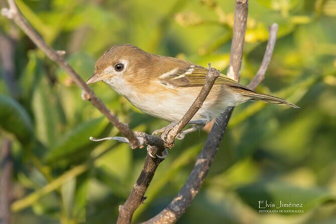 Private Birdwatching Tour with a Guide in Cozumel - What to Expect on the Tour