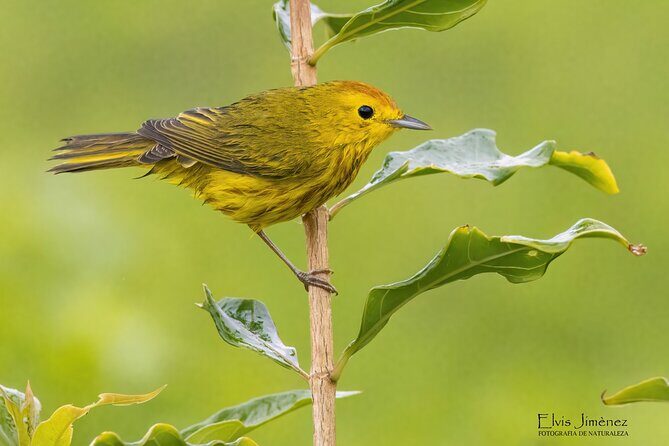 Private Birdwatching Tour with a Guide in Cozumel - Practical Tips for Travelers