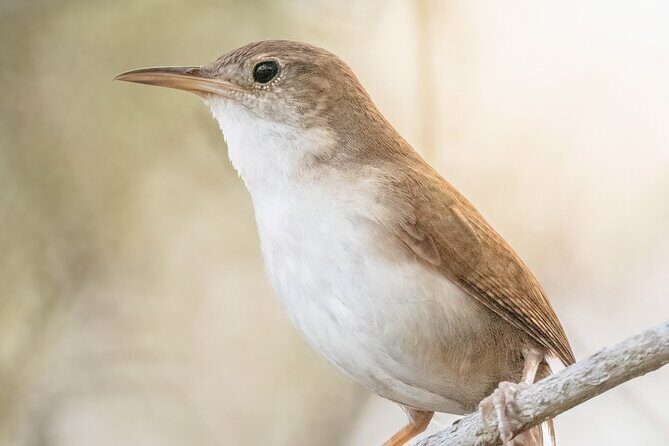 Private Birdwatching Tour with a Guide in Cozumel - The Sum Up