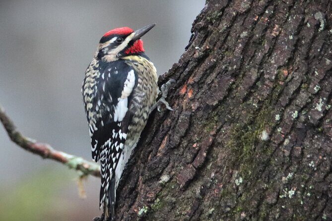 Private Birdwatching Walking Activity in Hendersonville - Key Points