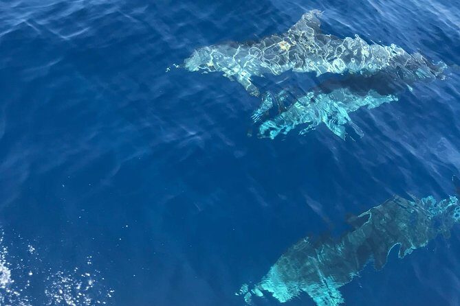 Private Blue Cave and Hvar - 5 Islands Tour - Final Thoughts: Who Should Consider This Tour?