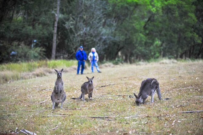 Private Blue Mountains and Winery Day-Trip from Sydney - Returning to Sydney