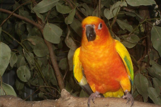 PRIVATE Blue Mountains day tour with local guide. - Final Thoughts