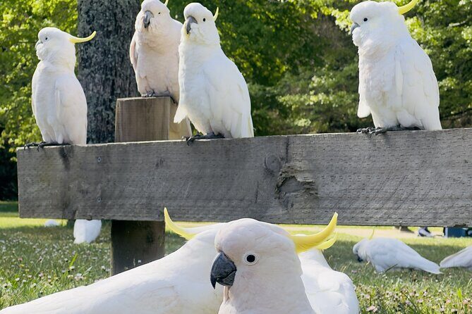 PRIVATE Blue Mountains Scenic World Australian Wildlife & Cruise - Who Should Consider This Tour?