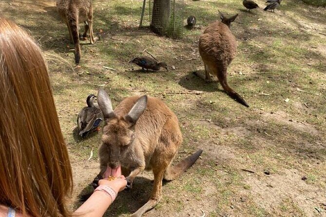 Private Blue Mountains Tour | Waterfalls, Koalas & Views - Frequently Asked Questions